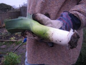 How to grow leeks from store bought leeks? - Zen of Watering