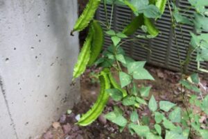 How to germinate and plant winged bean seeds? - Zen of Watering